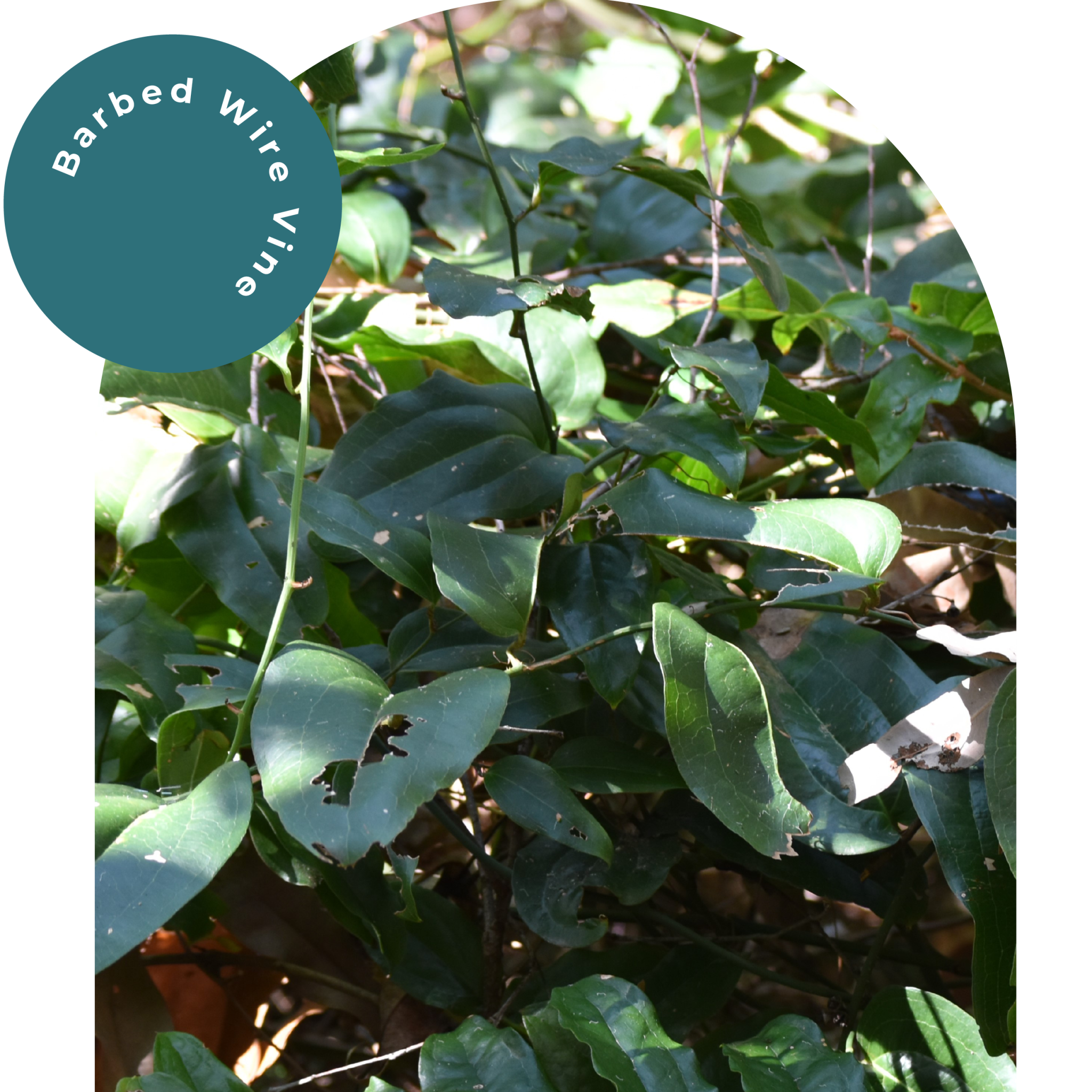 Interactive Rainforest | Barbed Wire Vine