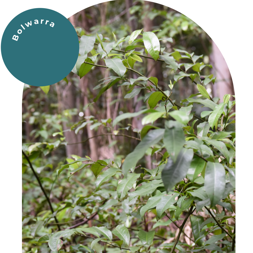 Interactive Rainforest | Bolwarra