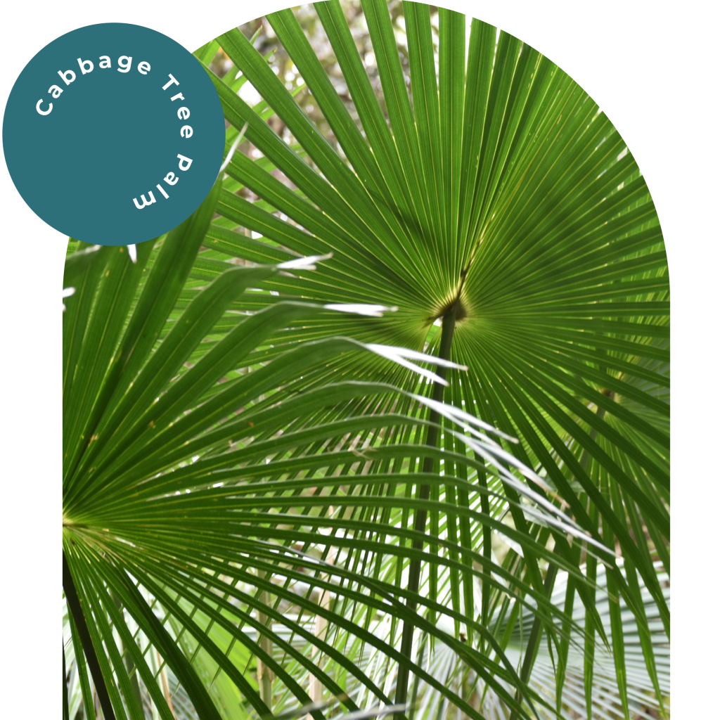 Interactive Rainforest | Cabbage Tree Palm