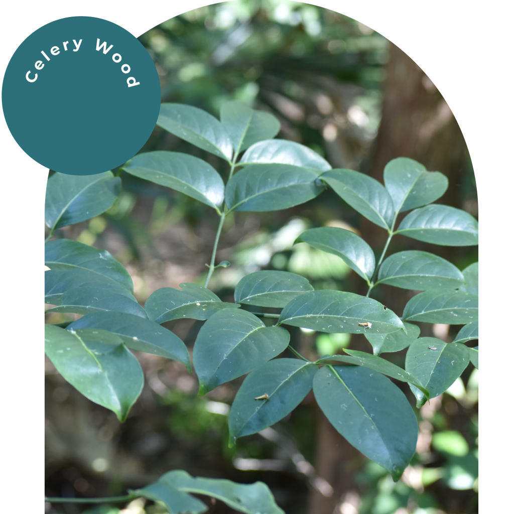 Interactive Rainforest | Celery Wood