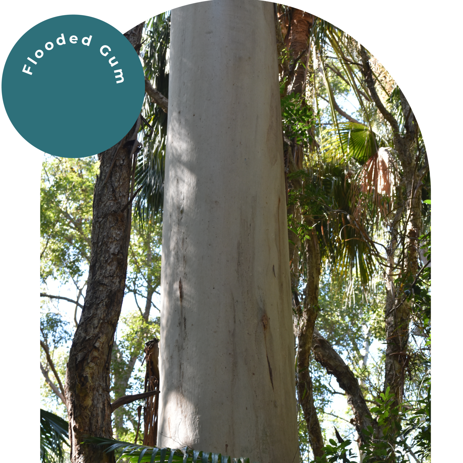 Interactive Rainforest | Flooded Gum