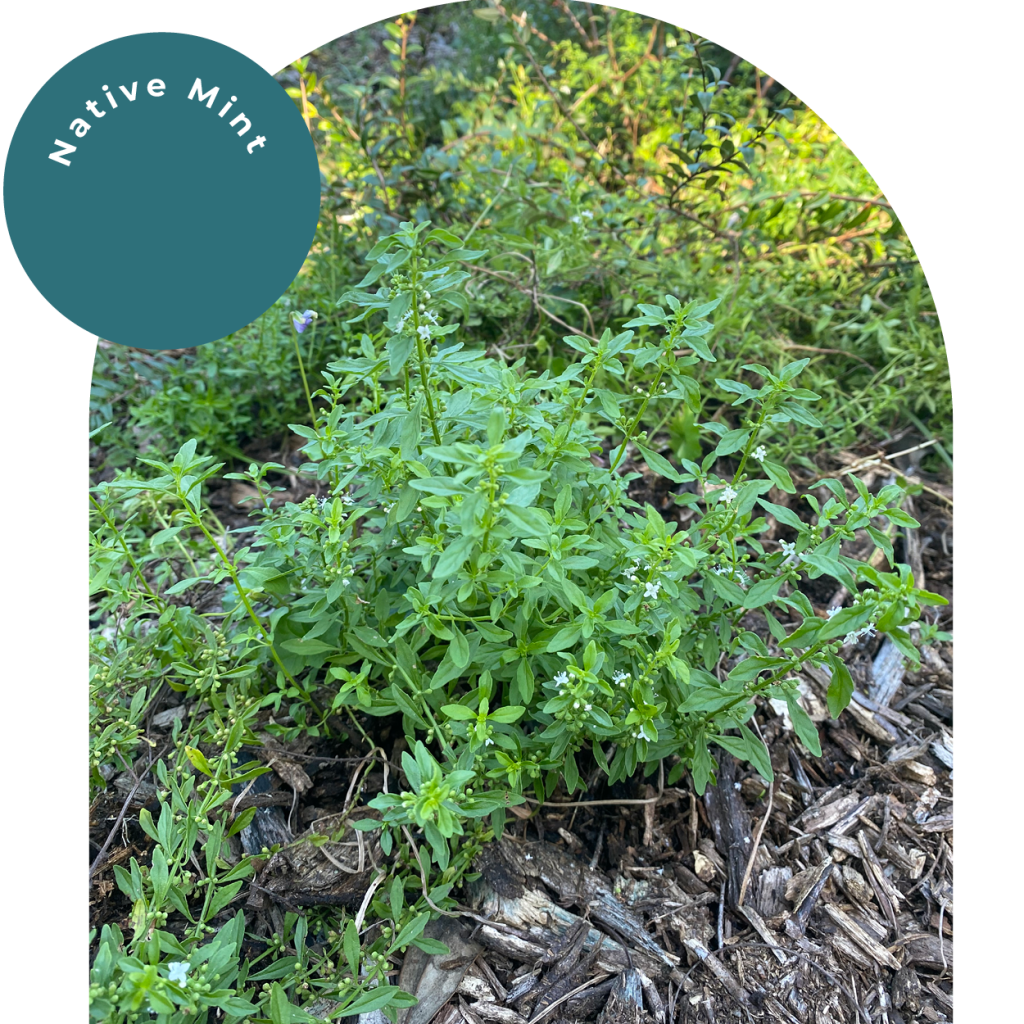 Interactive Rainforest | Native Mint