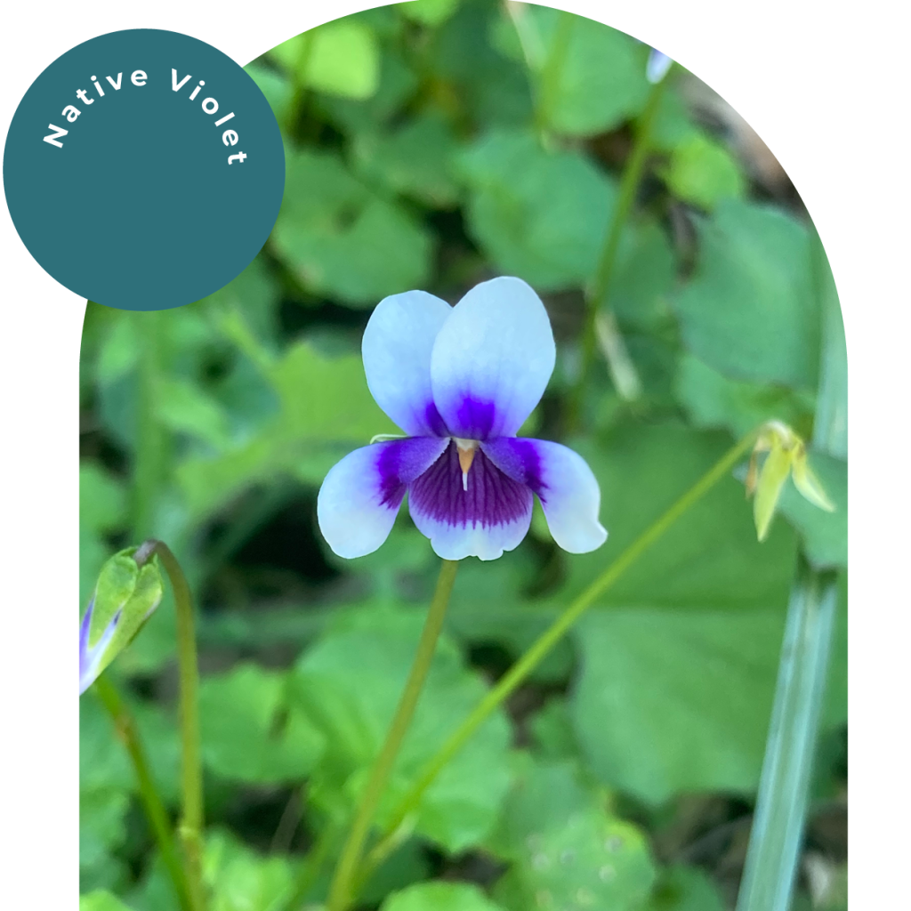 Interactive Rainforest | Australian Native Violet