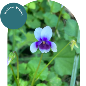 Interactive Rainforest | Australian Native Violet