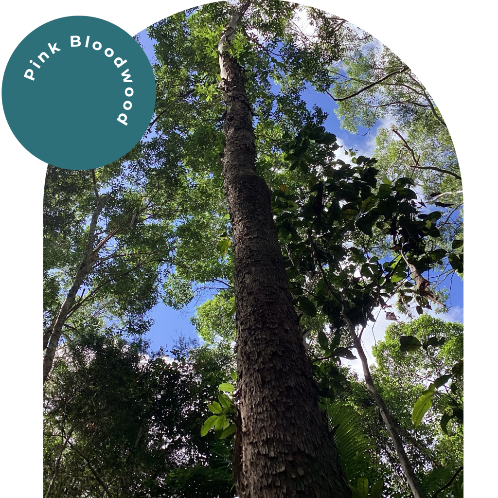 Interactive Rainforest | Pink Bloodwood