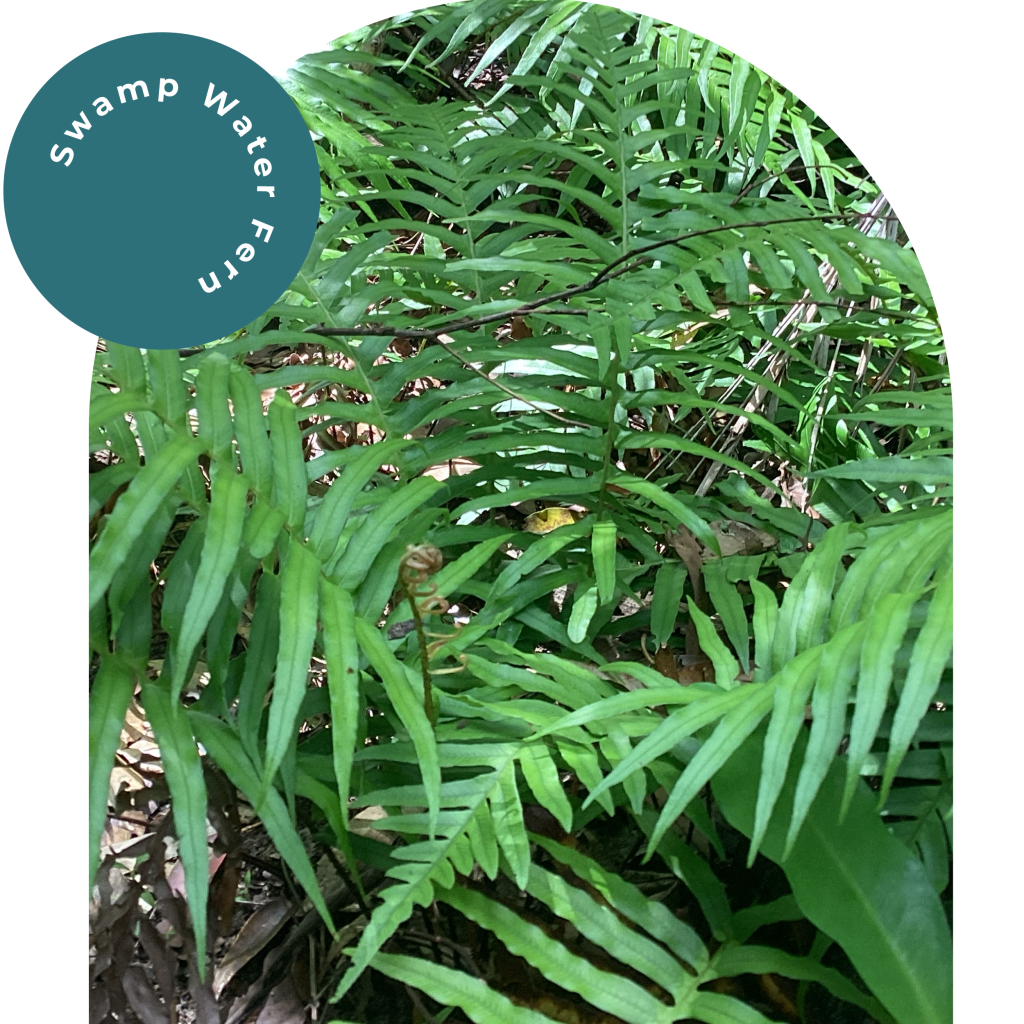Interactive Rainforest | Swamp Water Fern